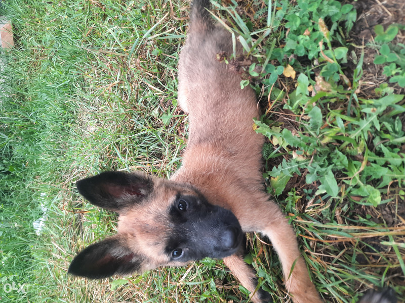 Belgijski ovčar - Malinoa - Psi i Štenad - OLX.ba