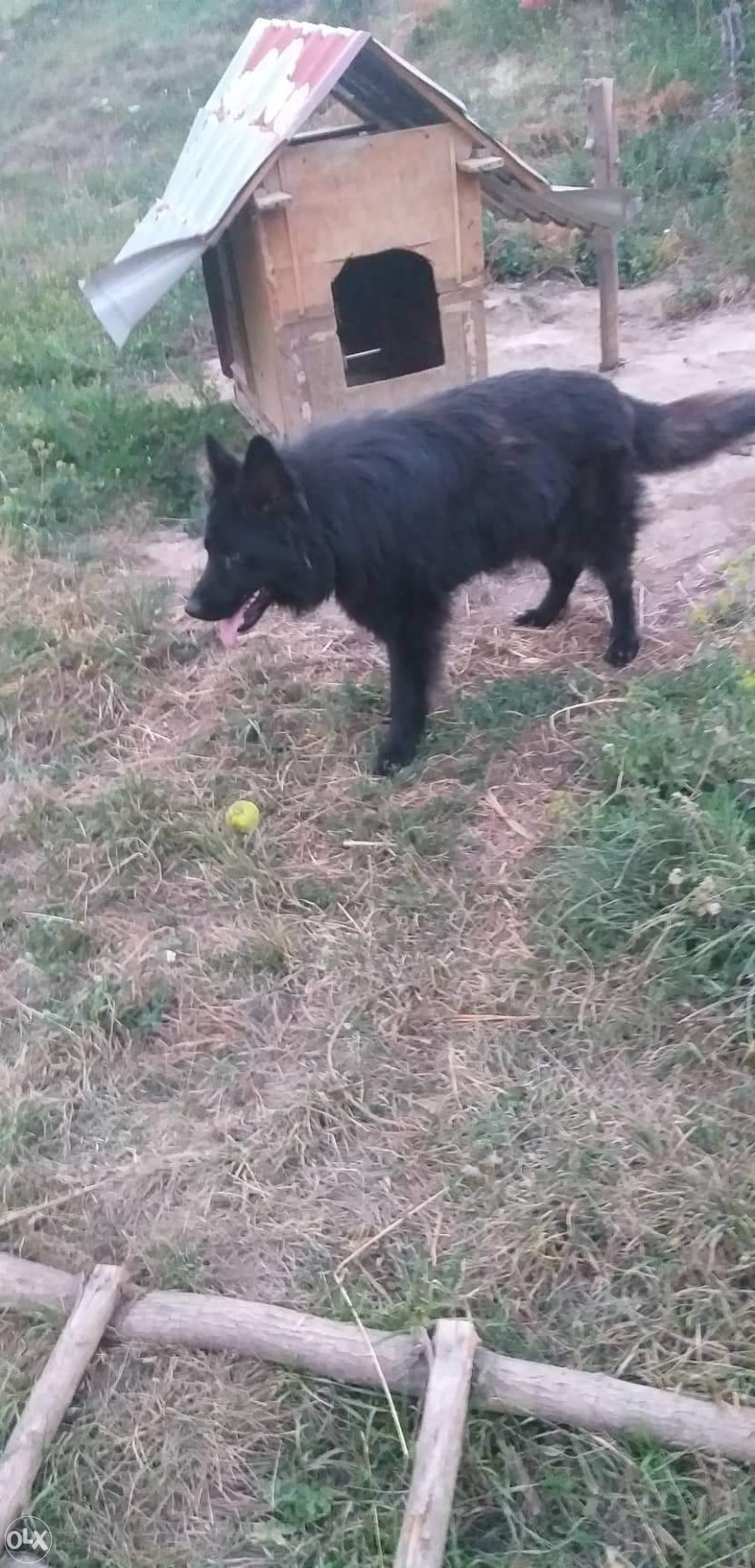 Pas crni vucijak - Psi i Štenad - OLX.ba