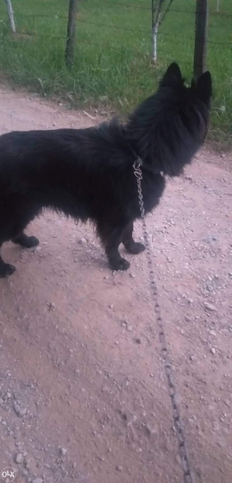 Pas crni vucijak - Psi i Štenad - OLX.ba