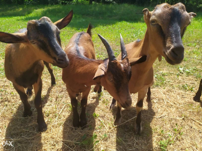 Alpske koze - Koze - OLX.ba
