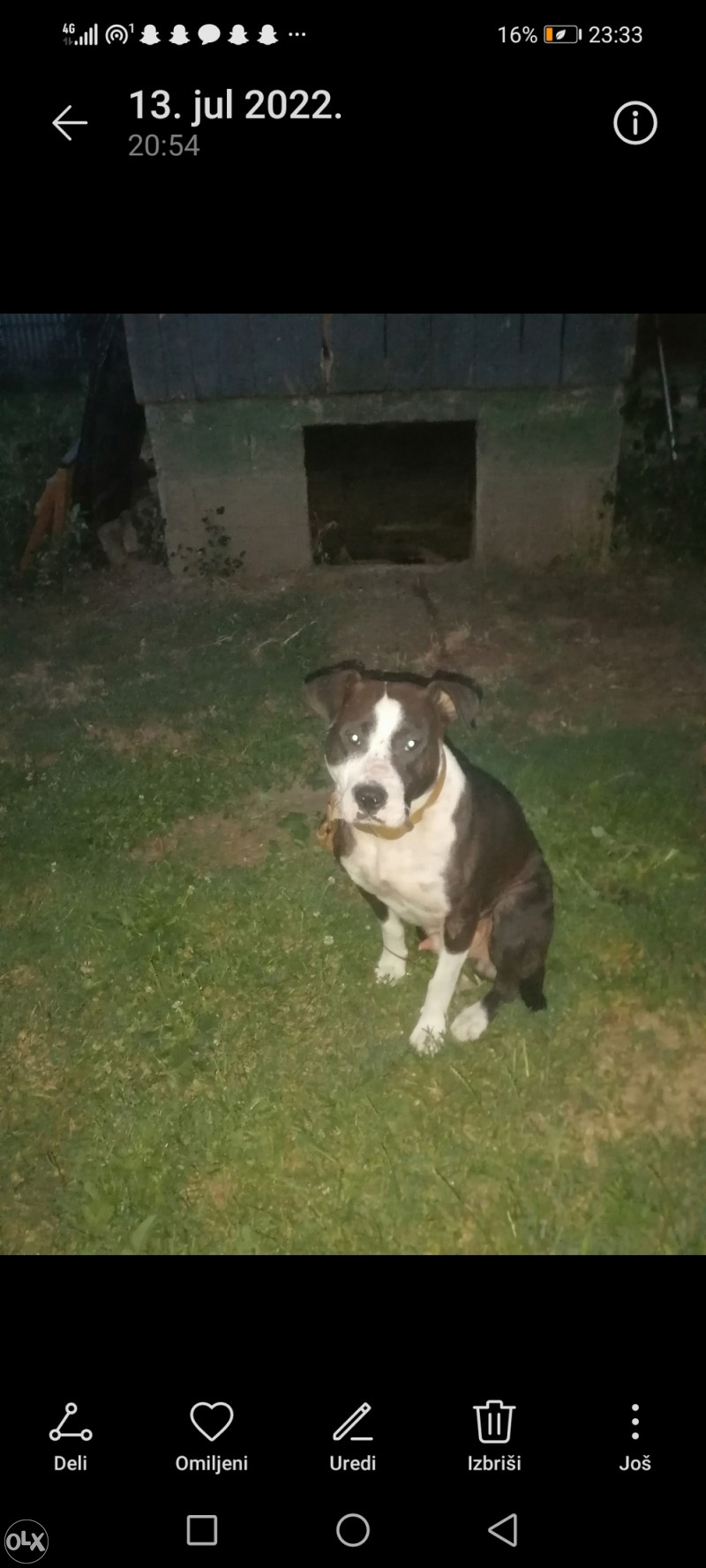 Americki staford parenje - Parenje - OLX.ba