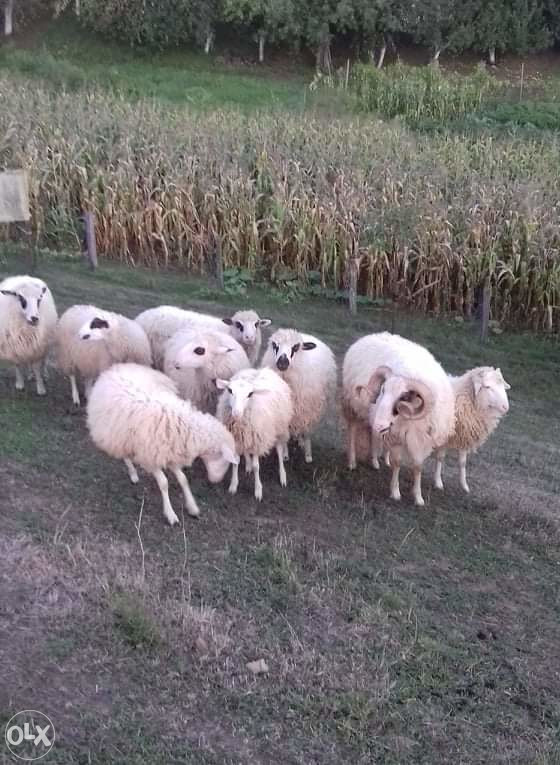 Dvije ovce, rase pramenka - Ovce - OLX.ba