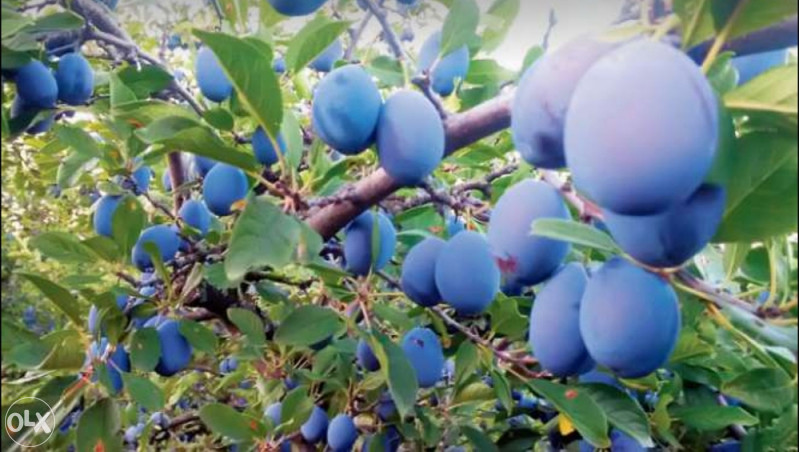 Sljive sljiva šljive šljiva za rakiju i za trziste - Voće - OLX.ba