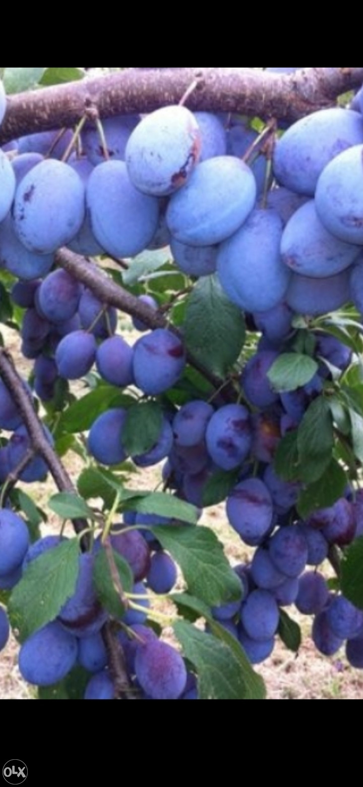 Šljiva čačanka rodna - Rakije - OLX.ba