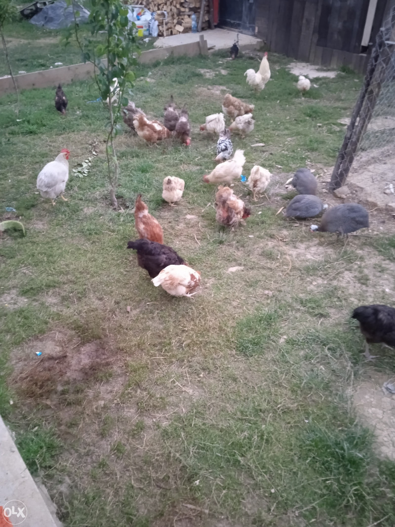 Domaće kokoske - Kokoške - OLX.ba