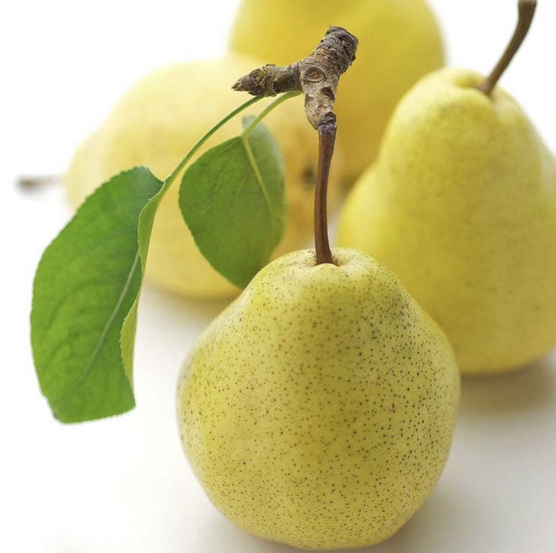 Prodaja rakija kruska, sljiva - Rakije - OLX.ba