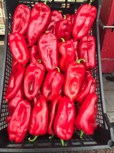 Paprika crvena - Roga - Ajvarka - Hrana i piće - Povrće - Bijeljina ...