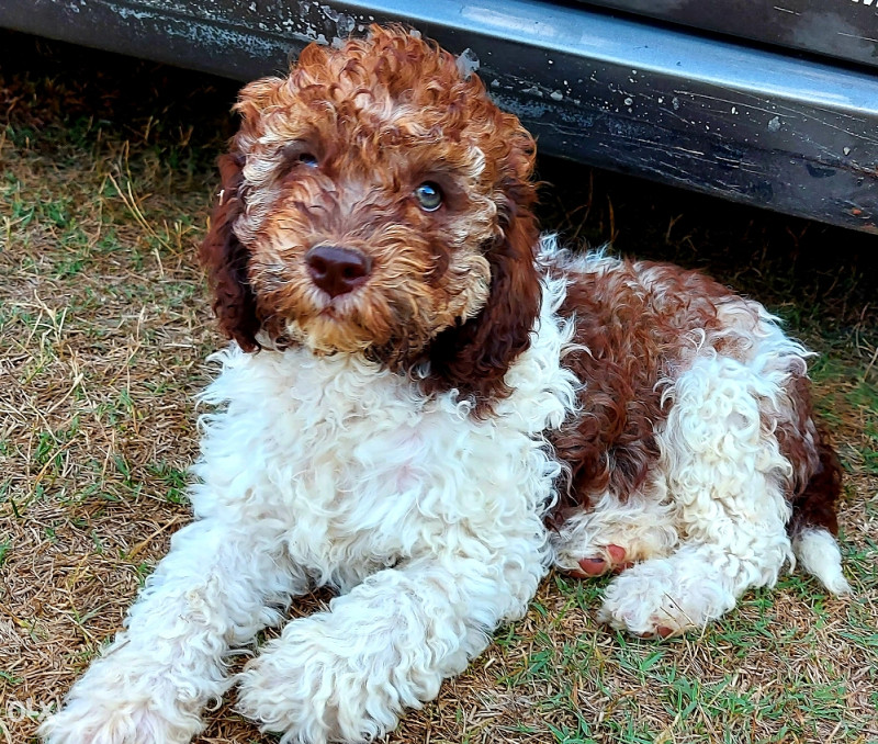 Lagotto Romagnolo - Psi i Štenad - OLX.ba