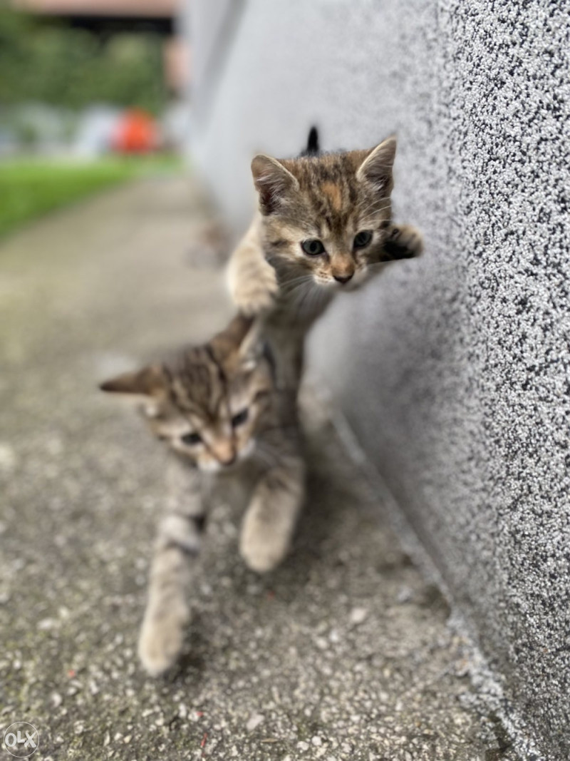 Macka. Mace. Maca. Macici. lukavac - Životinje - Mačke - Lukavac - OLX.ba