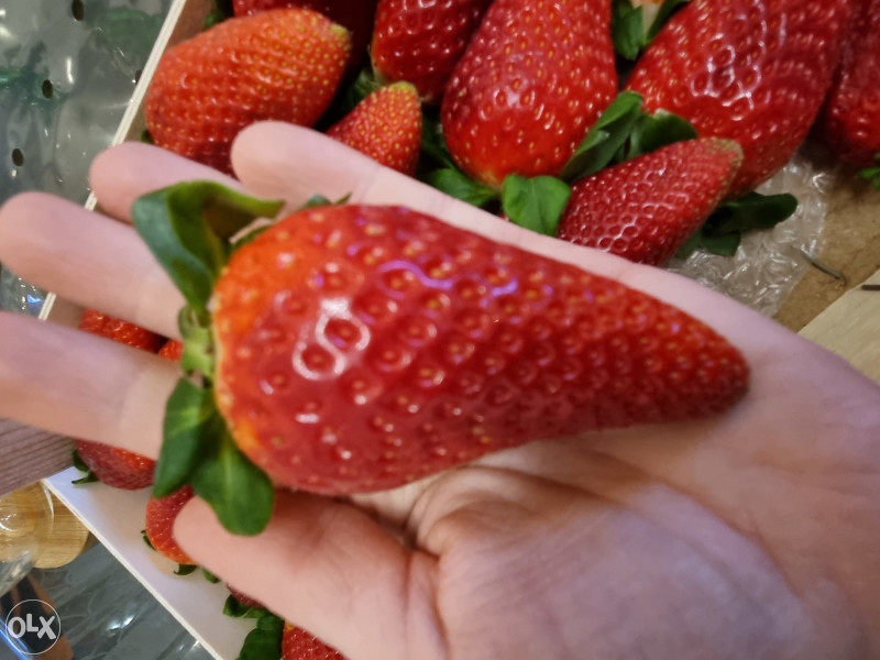 SADNICE JAGODA FRIGO ITALIA - Sadnice - OLX.ba