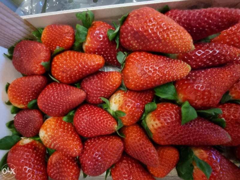 SADNICE JAGODA FRIGO ITALIA - Sadnice - OLX.ba