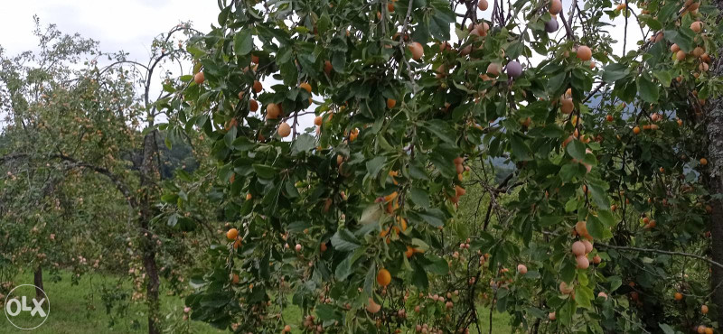 Šljive za rakiju - Voće - OLX.ba