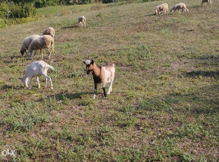 Jare,jarac,koze,koza jarici,jarad,ovce,ovca,janjad - Koze - OLX.ba