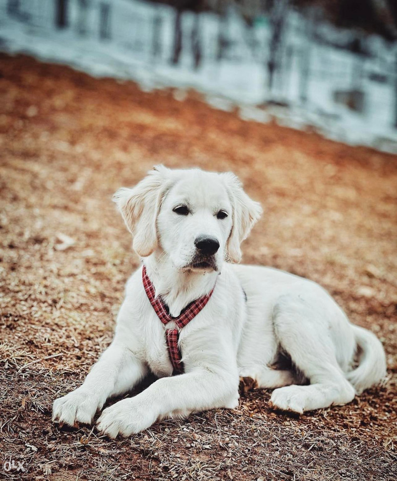 Zlatni retriver stenad (rodovnik,vakcinisani..) - Životinje - Psi i ...
