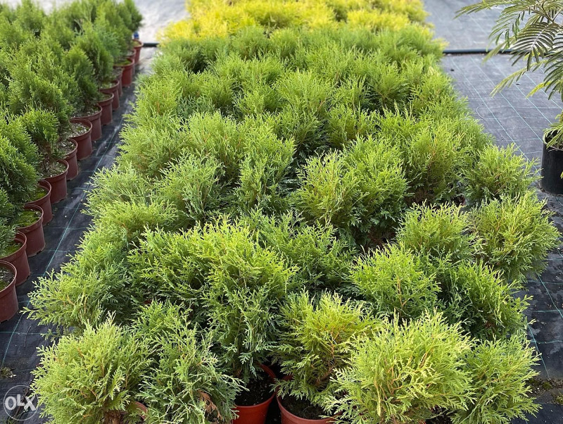 Thuja-Tuja Globoza, okrugla, loptaste tuje sadnice - Sadnice - OLX.ba