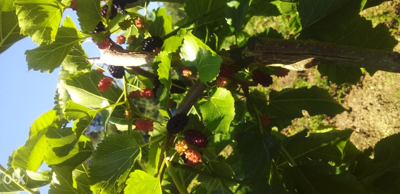 SADNICE ZALOSNI DUD (PADAJUCE FORME) - Sadnice - OLX.ba