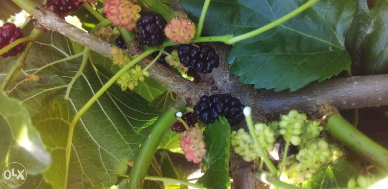 SADNICE ZALOSNI DUD (PADAJUCE FORME) - Sadnice - OLX.ba