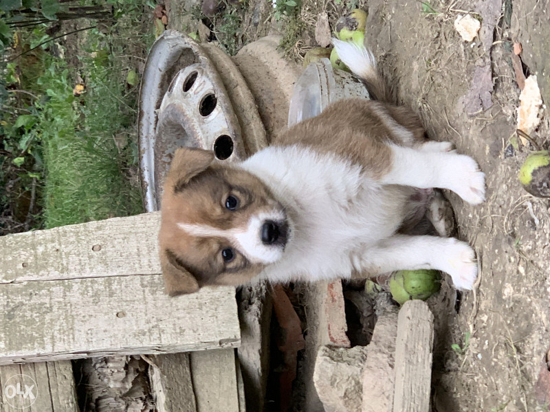 Poklanjam psa i stence stene stenad pse - Životinje - Psi i Štenad ...