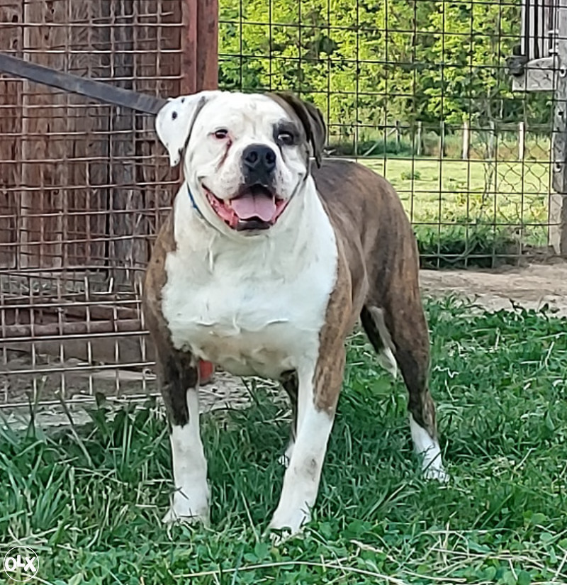 Americki buldog bully linija mlada zenka poklanjam - Psi i Štenad - OLX.ba