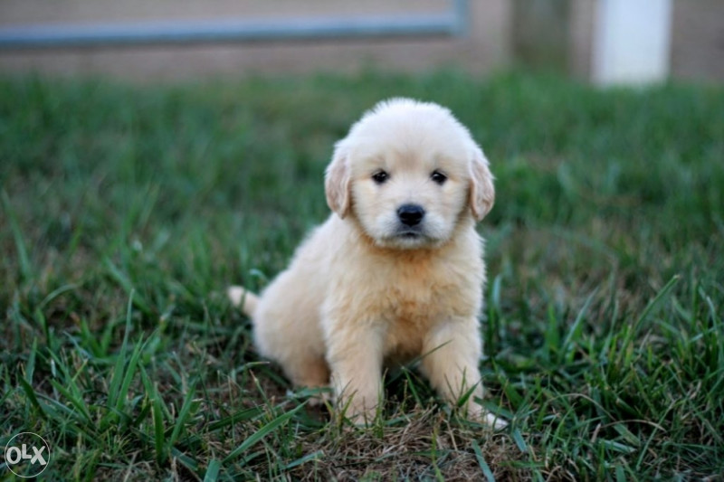 Zlatni Retriver zensko stene - Psi i Štenad - OLX.ba