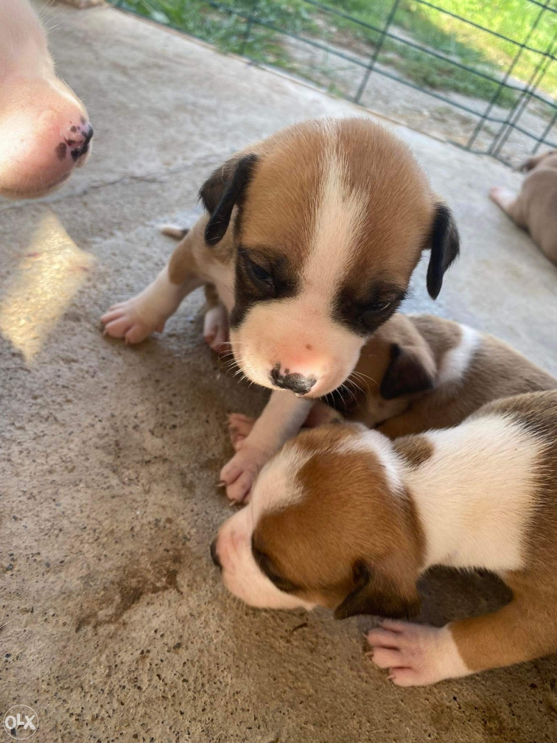 Stenad americkog staforda - Psi i Štenad - OLX.ba