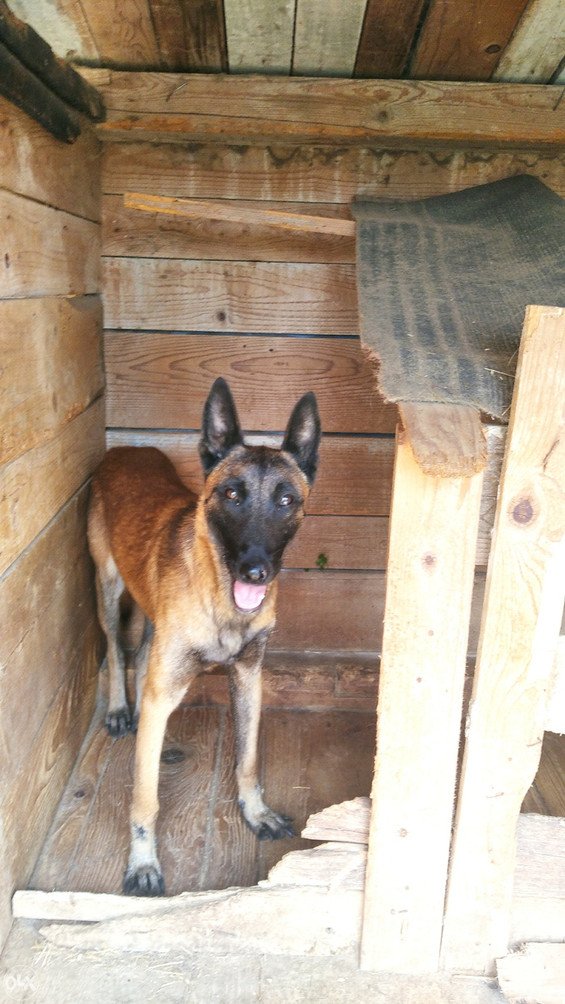 Belgijski ovcar malinoa - Životinje - Psi i Štenad - Banja Luka - OLX.ba