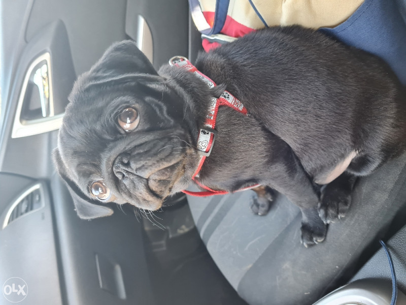 Pas mops - Psi i Štenad - OLX.ba