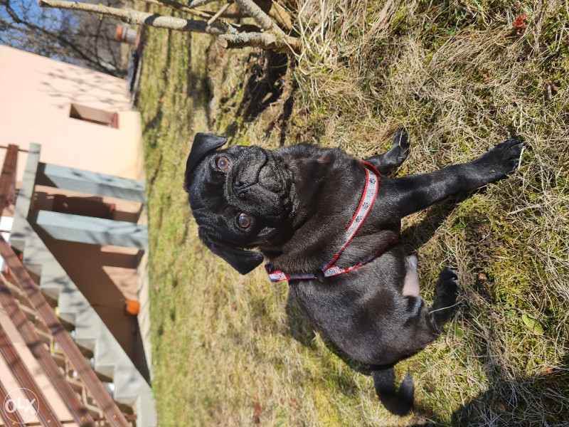 Pas mops - Psi i Štenad - OLX.ba