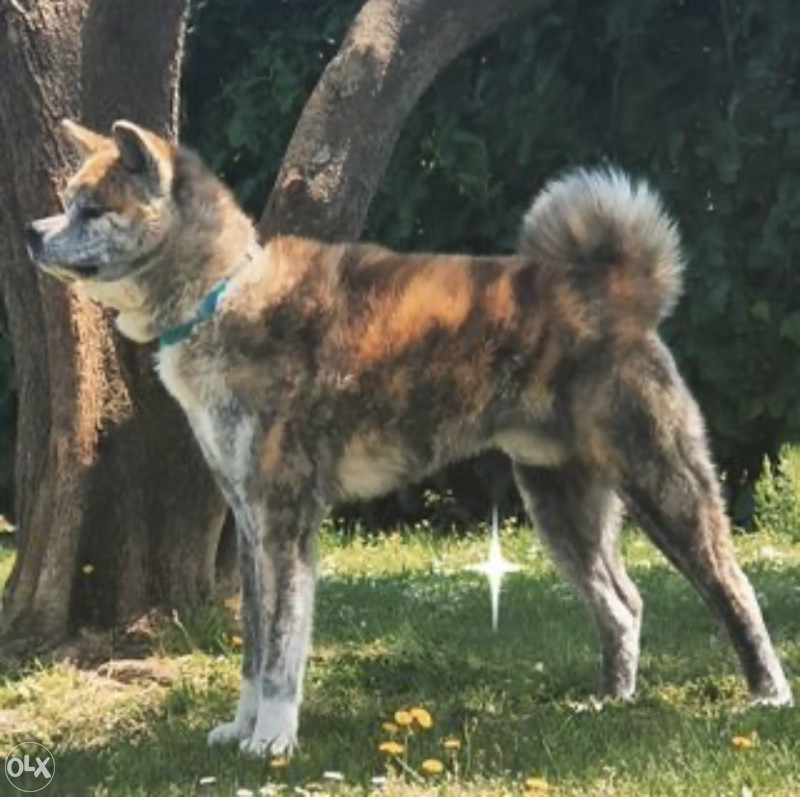 Japanska Akita Inu mužjak za parenje - Psi za parenje - OLX.ba