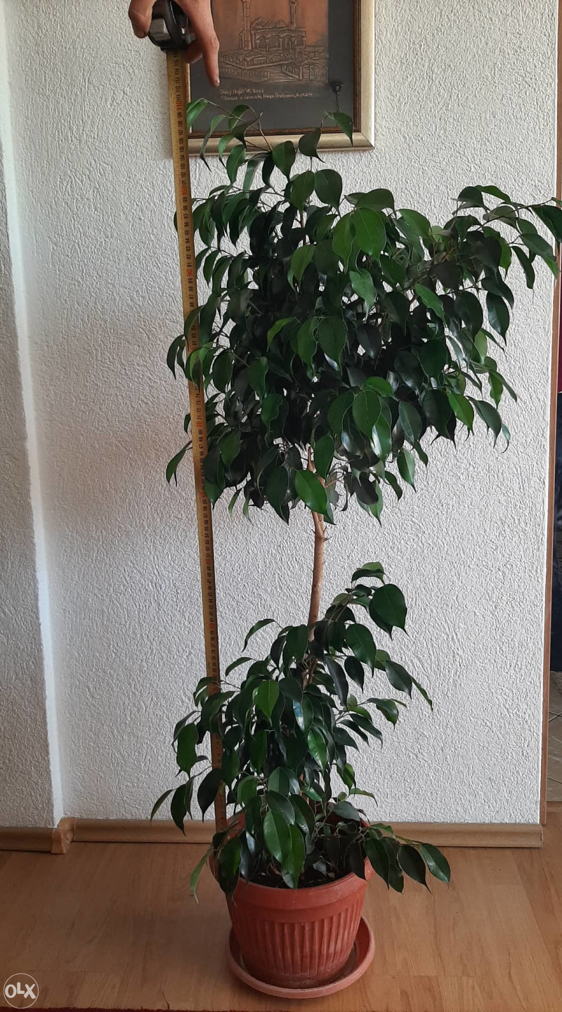 Cvijet Benjamin - Biljke i cvijeće - OLX.ba