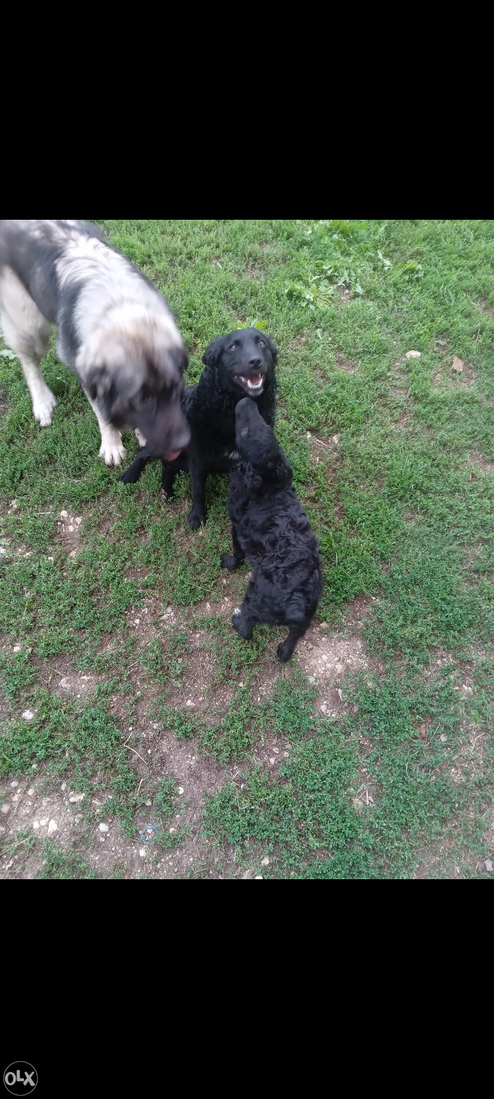 Pulin stene - Psi i Štenad - OLX.ba