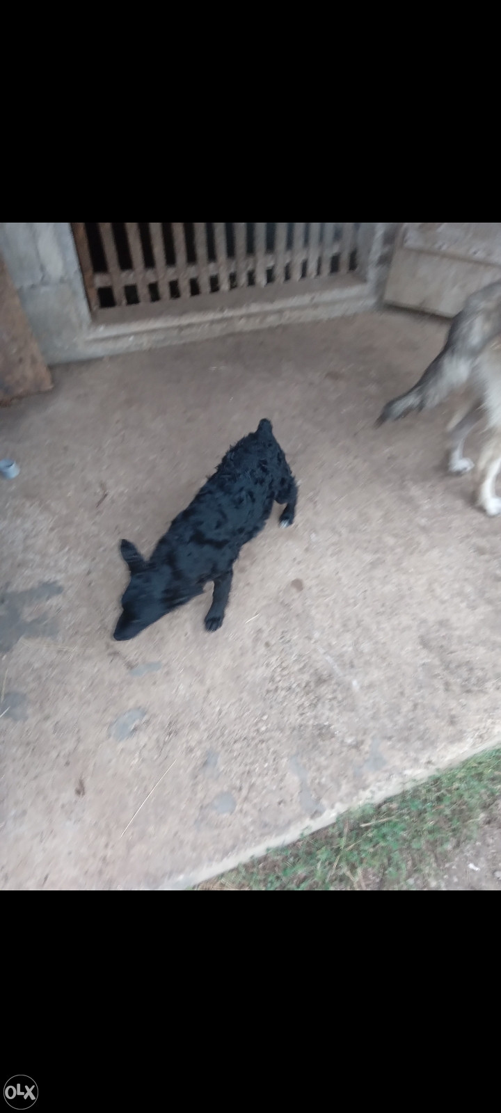 Pulin stene - Psi i Štenad - OLX.ba