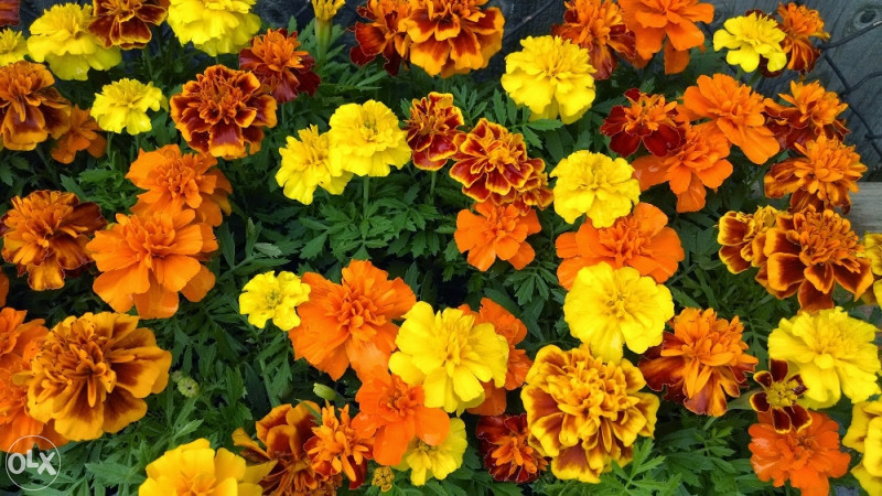 Sjeme kadife - Kadifice - Cvijece - Sjeme - Sjemena - OLX.ba