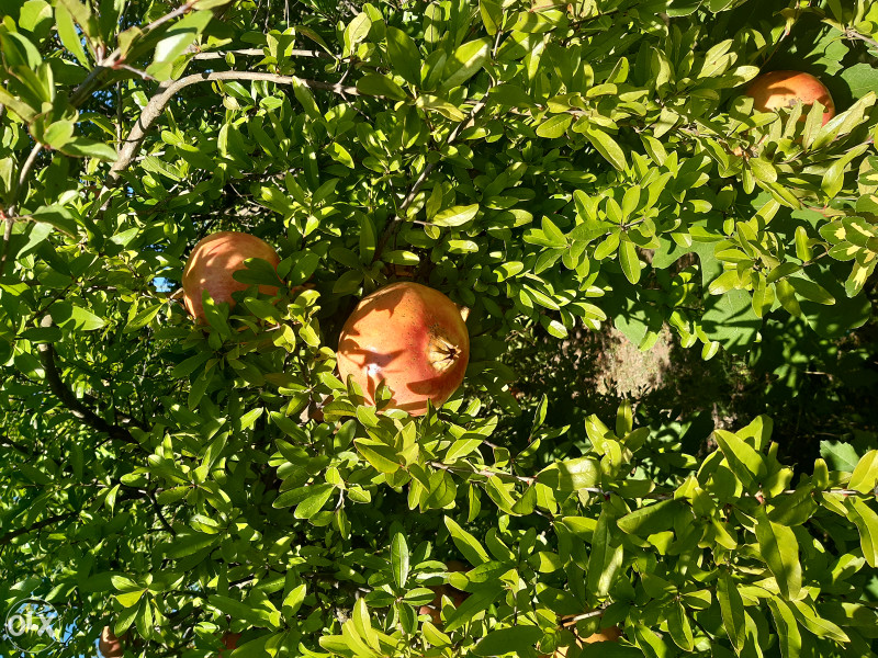 Sipci domaci ljutunci - Voće - OLX.ba