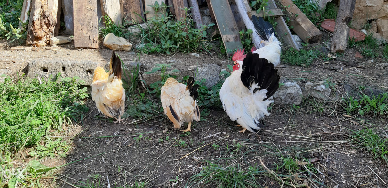 Koke ukrasne - Kokoške - OLX.ba