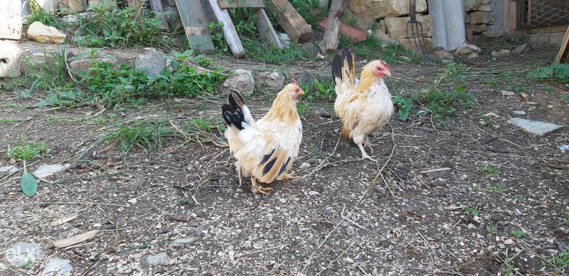 Koke ukrasne - Kokoške - OLX.ba