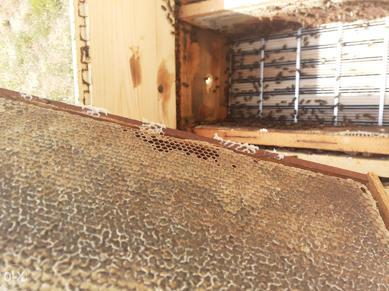 Med pcelinji proizvodi pcele matice rojevi - Med i proizvodi od meda ...