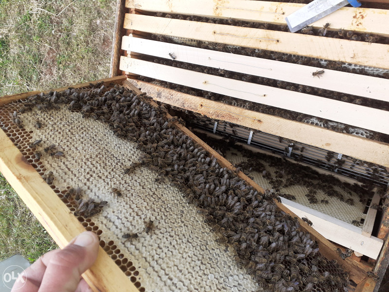 Med pcelinji proizvodi pcele matice rojevi - Med i proizvodi od meda ...