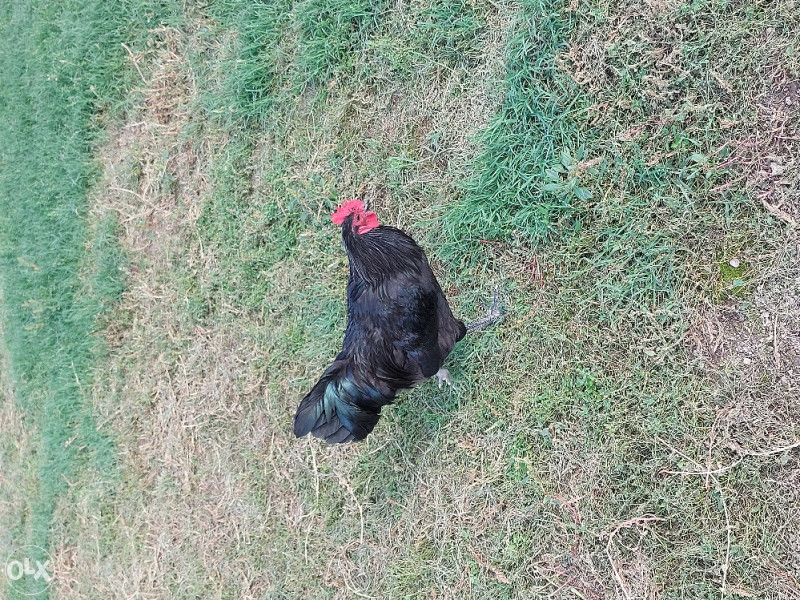 Domace kokosi - Kokoške - OLX.ba