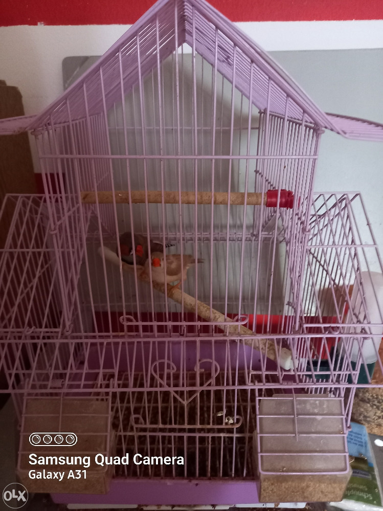 Australijske zebe - Ptice - OLX.ba