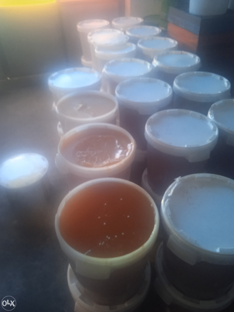 Pcelinji med - Med i proizvodi od meda - OLX.ba