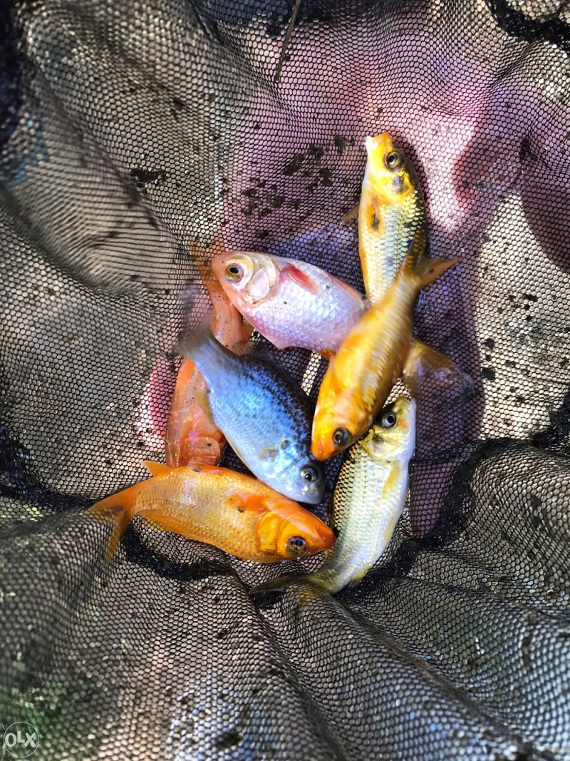 Zlatne ribice i koi saran - Ribice - OLX.ba