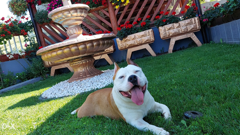 Americki staford spreman za parenje - Parenje - OLX.ba