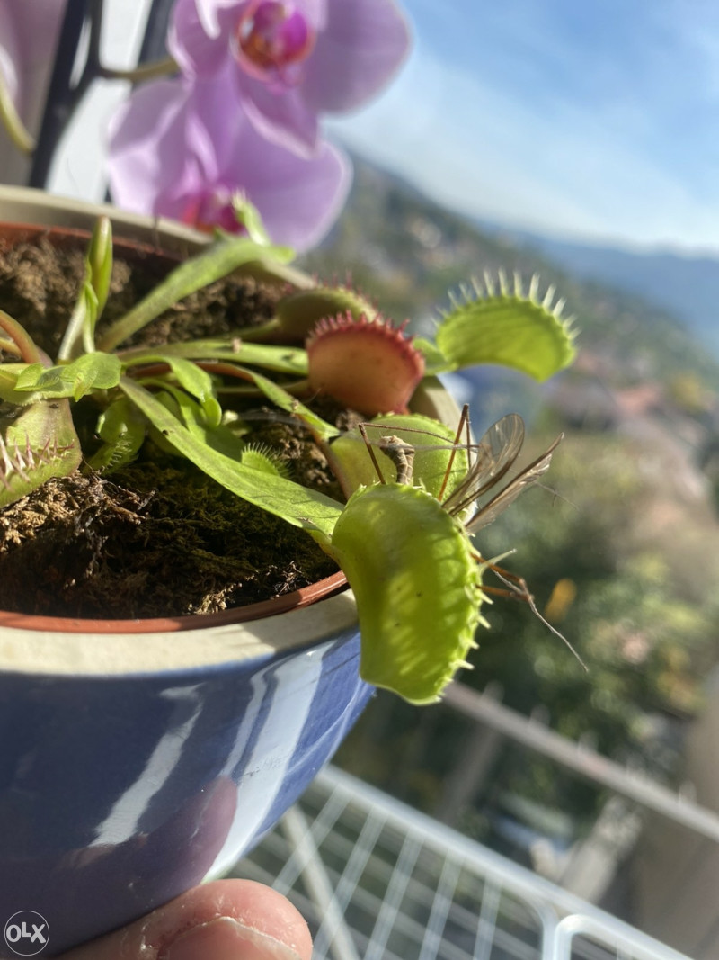 Biljka mesozderka (Dionaea) - Biljke i cvijeće - OLX.ba