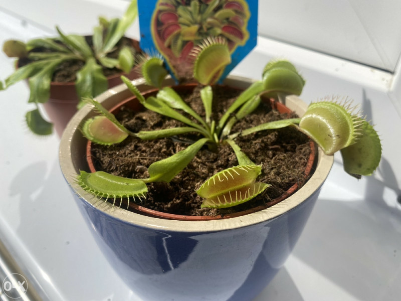 Biljka mesozderka (Dionaea) - Biljke i cvijeće - OLX.ba