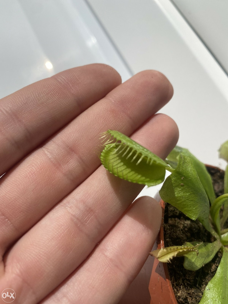 Biljka mesozderka (Dionaea) - Biljke i cvijeće - OLX.ba