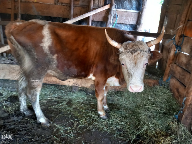 Bik junac - Životinje - Krave - Živinice - OLX.ba