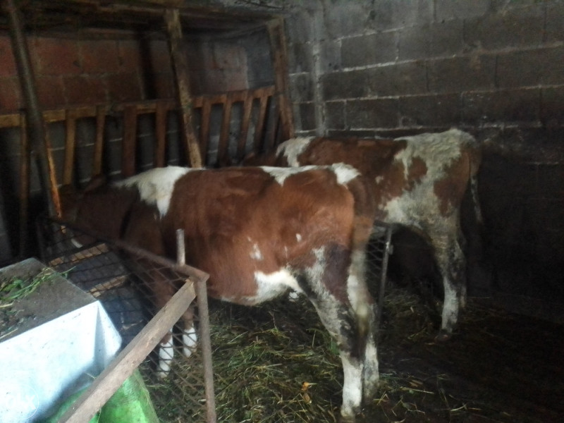 Prodajem dvije junice starosti po 7 mjeseci - Krave - OLX.ba