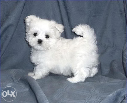 Mini maltezer ,bišon i ostali manji štenci za mene - Potražnja - OLX.ba