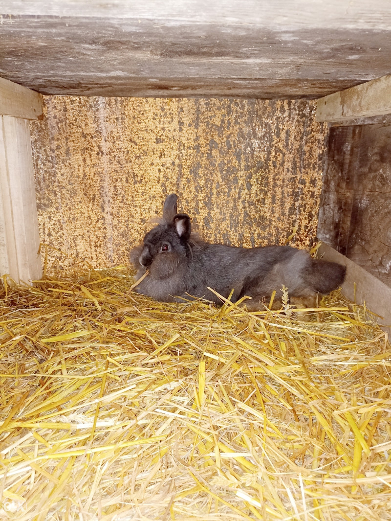 IDEALAN POKLON LAVLJA GLAVA ZEKE ZEČEVI KUNIĆI - Zečevi - OLX.ba